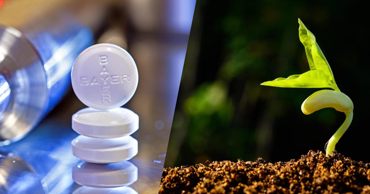 Portfolio | Bayer China